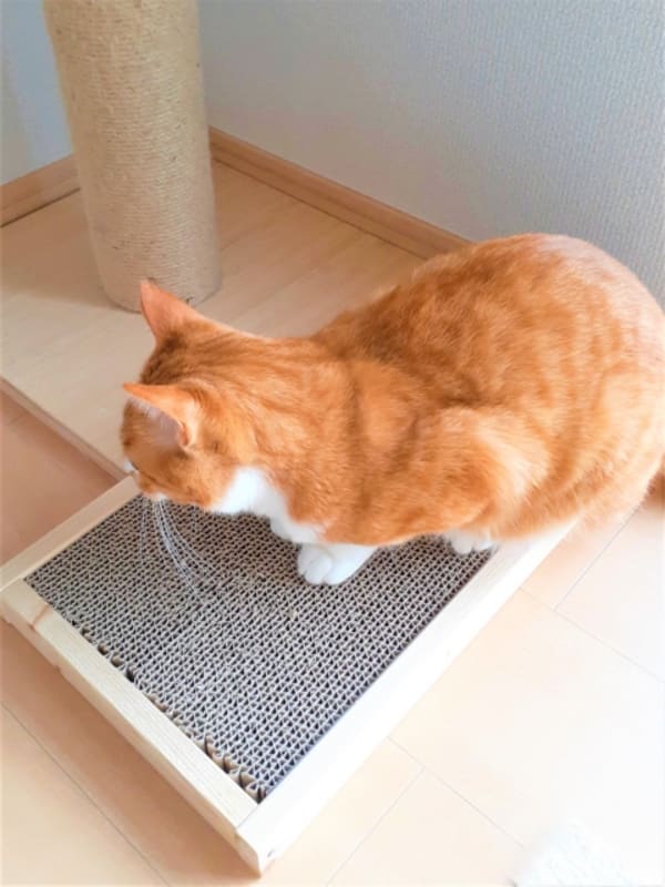 省スペースキャットタワーおすすめ17選！据え置き・突っ張り棒タイプを幅広く紹介 | Kaubel