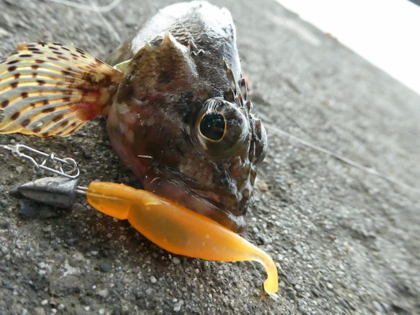 ロックフィッシュワームのおすすめ人気ランキング15選！喰わせ力の高さで攻略しよう | Kaubel